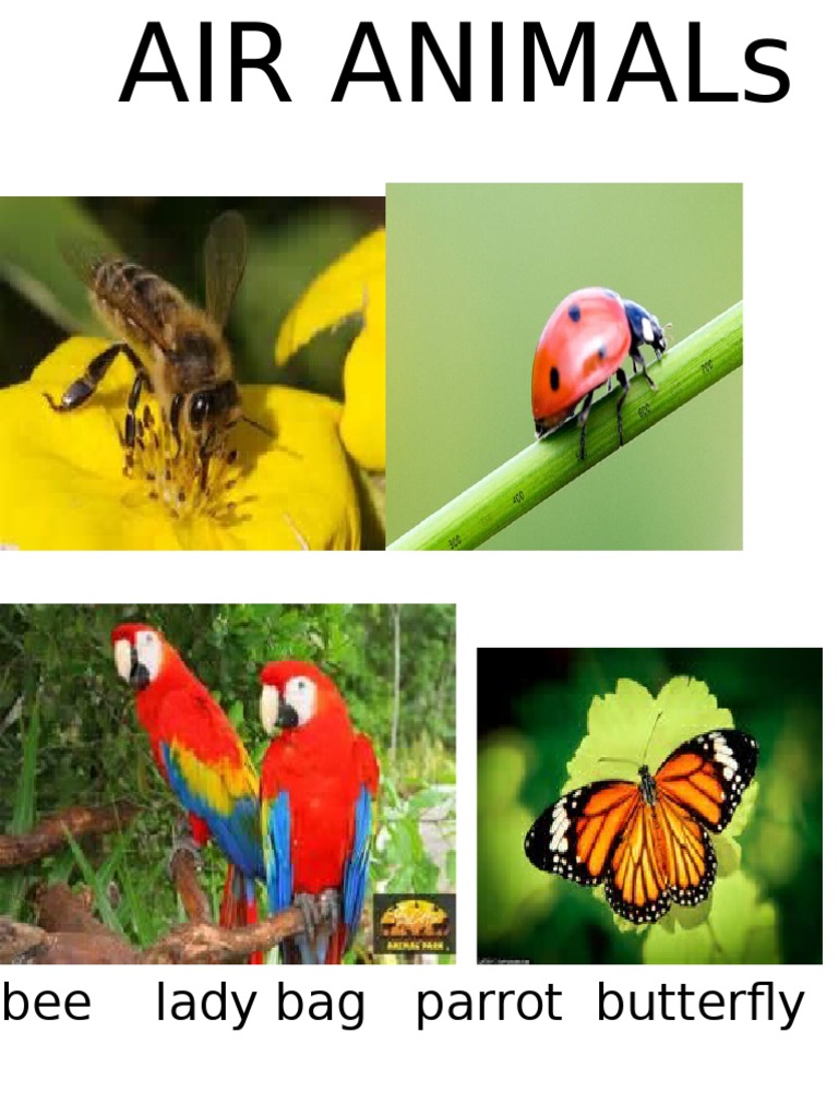 Air Animals Overview | PDF