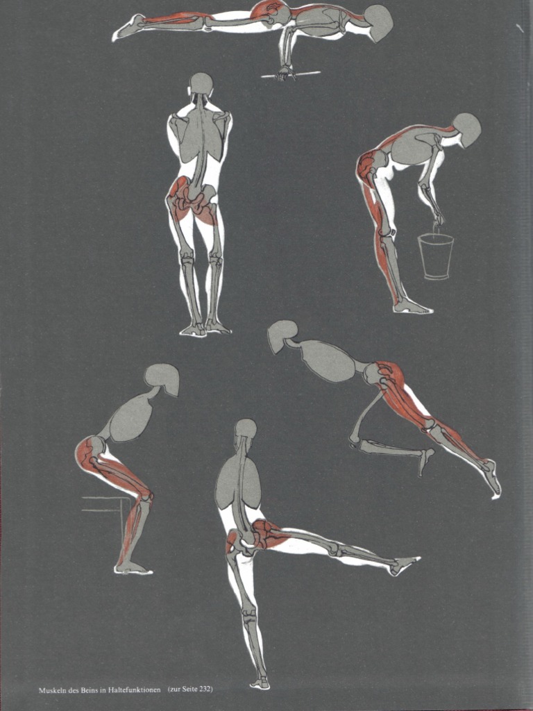 Gottfried Bammes Die Gestalt Des Menschen Anatomy Amp Visual Arts 1 3 ...