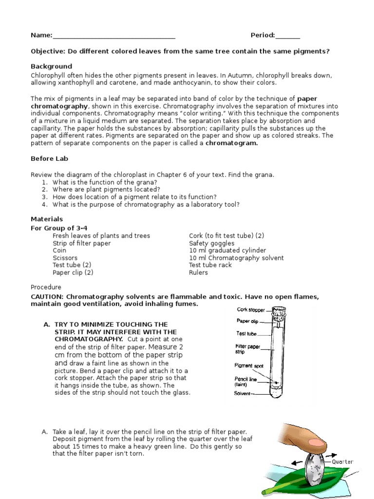 Analysis of Pigments in Leaves Through Paper Chromatography | PDF ...