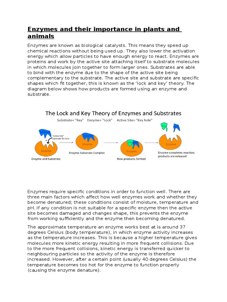 Enzymes: Functions in Plants and Animals | PDF