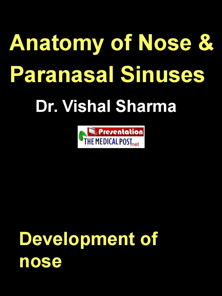 1 Anatomy of Nose Pns | PDF | Primate Anatomy | Anatomy