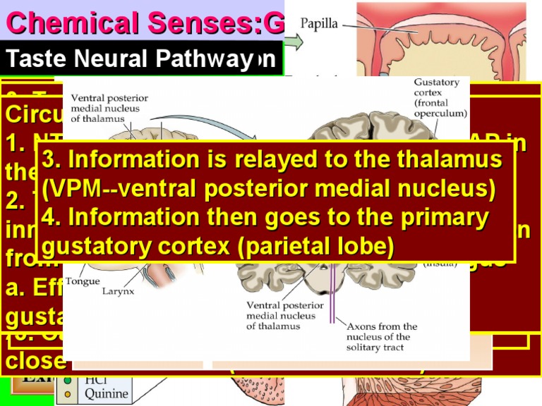 Gustation.ppt | Taste | Stimulus (Physiology)