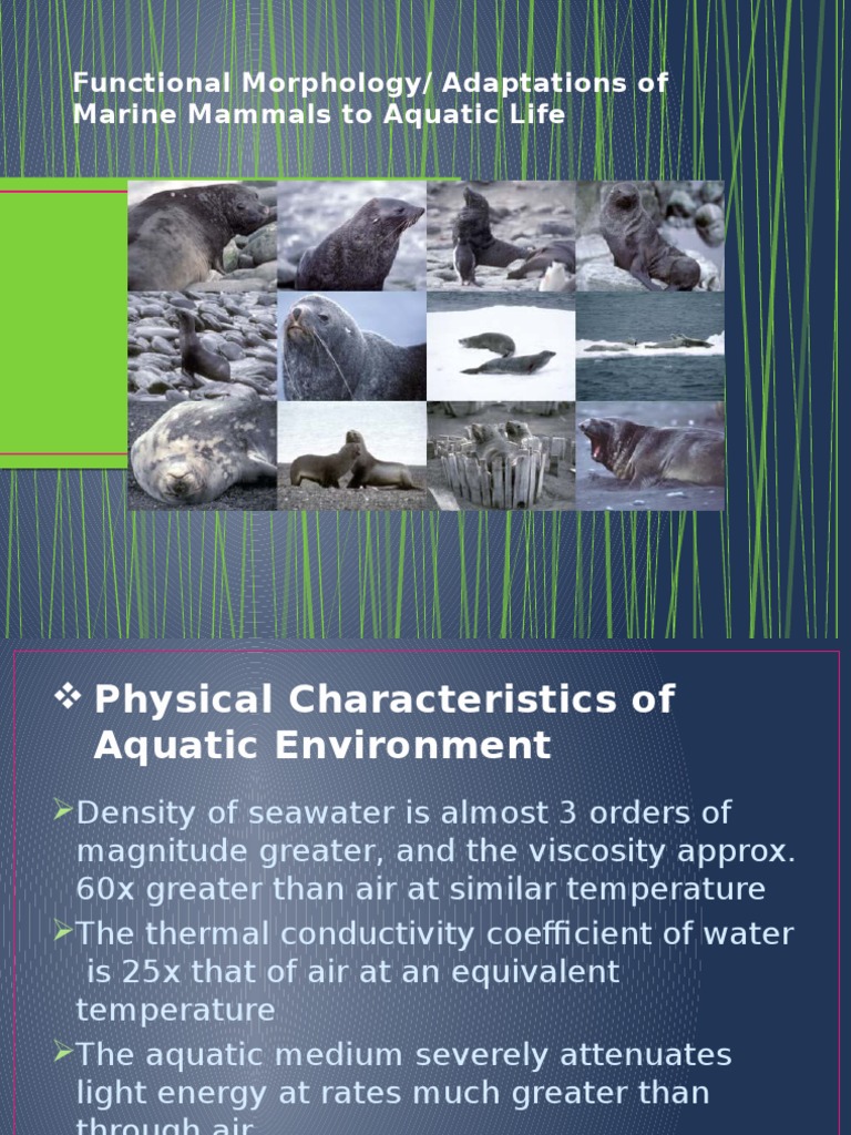 Adaptations of Marine Mammals | PDF | Cetacea | Pinniped