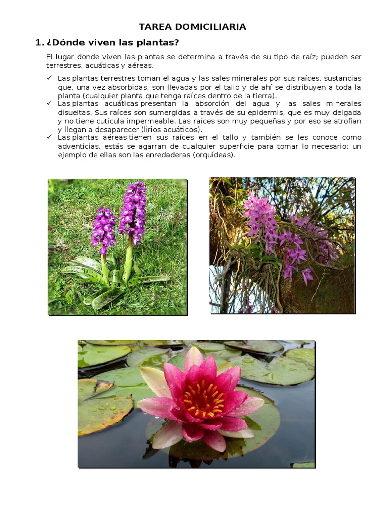 Hábitats de las Plantas: Terrestres y Acuáticas | PDF | Raíz | Plantas