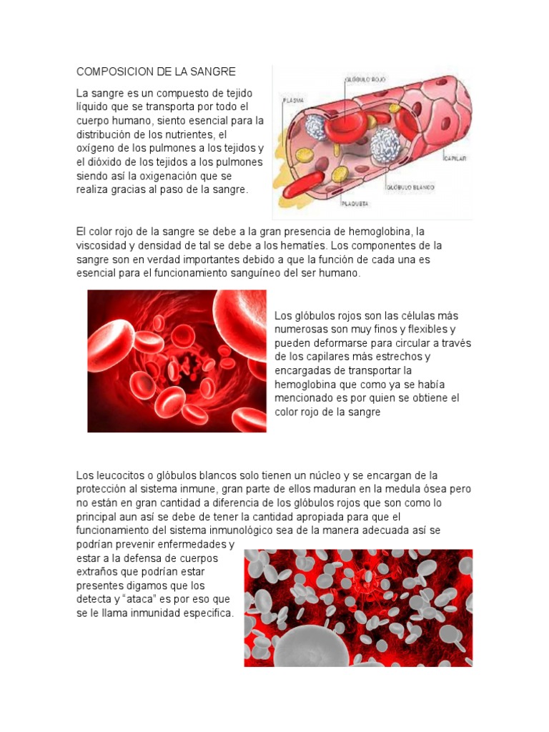 Composicion de La Sangre | PDF | Sangre | Leucocito