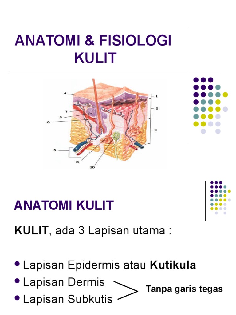 ANATOMI & FISIOLOGI Kulit | PDF