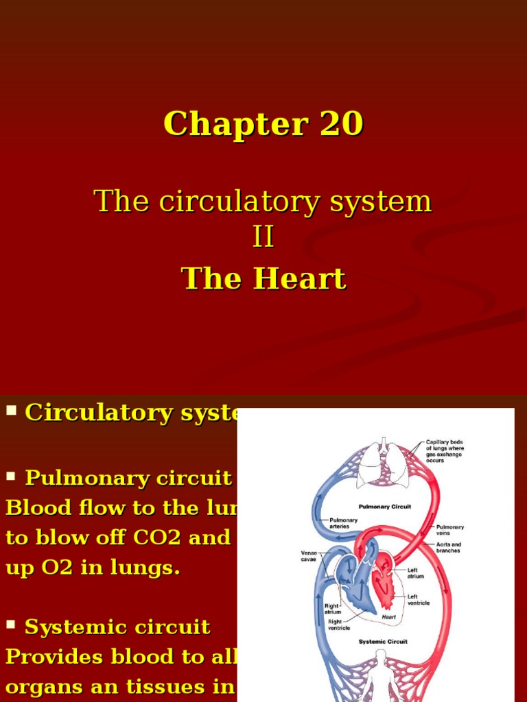 Chapter 20-Cardiovascular System The Heart | PDF | Heart Valve | Atrium ...