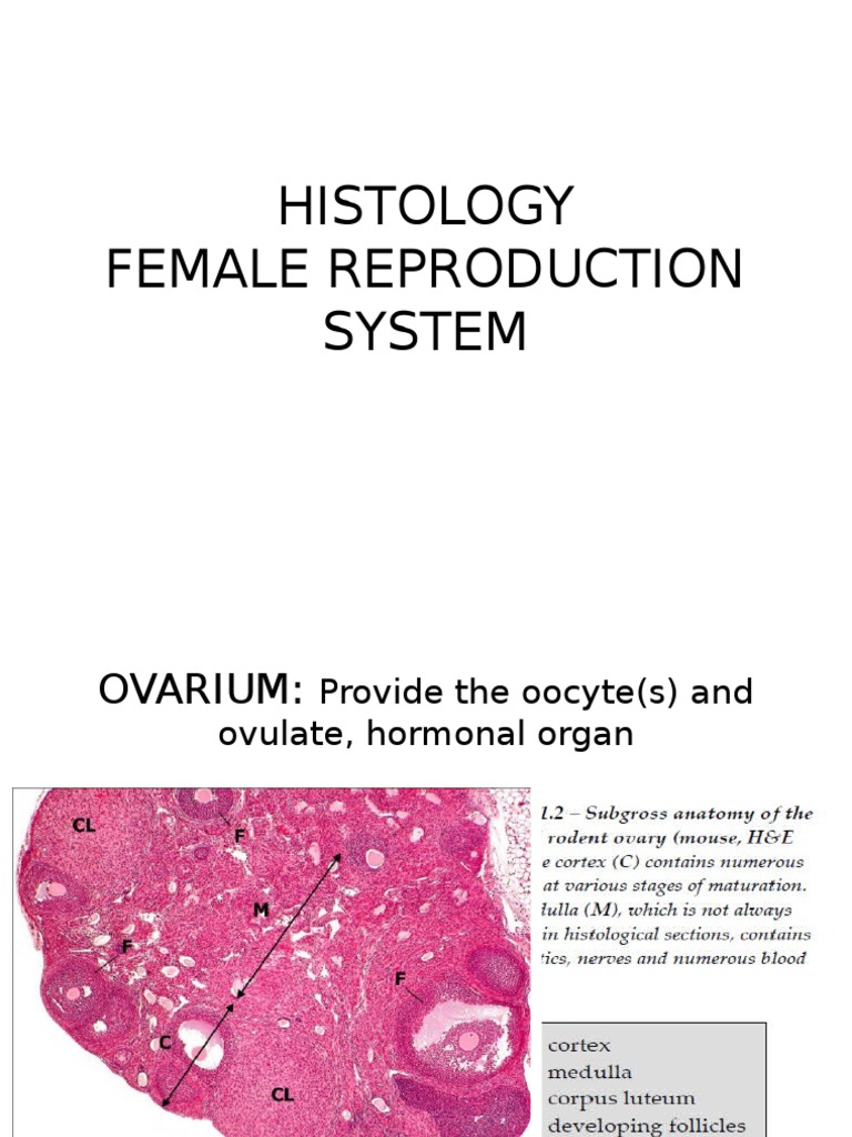 Histology Female Reproduction System | PDF