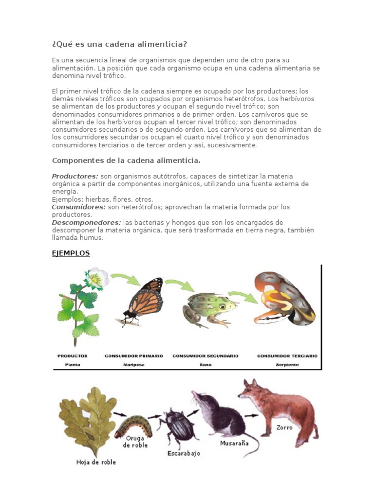 Qué es una cadena alimenticia | PDF