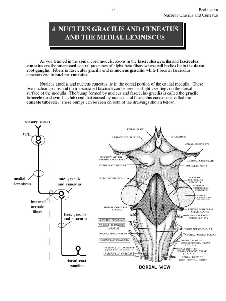 Nucleus Gracilis and Cuneatus | Cerebellum | Spinal Cord