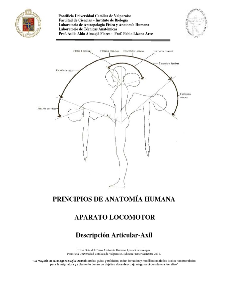Anatomia Articular Axial Kine PUCV 2011 | PDF | La columna vertebral ...