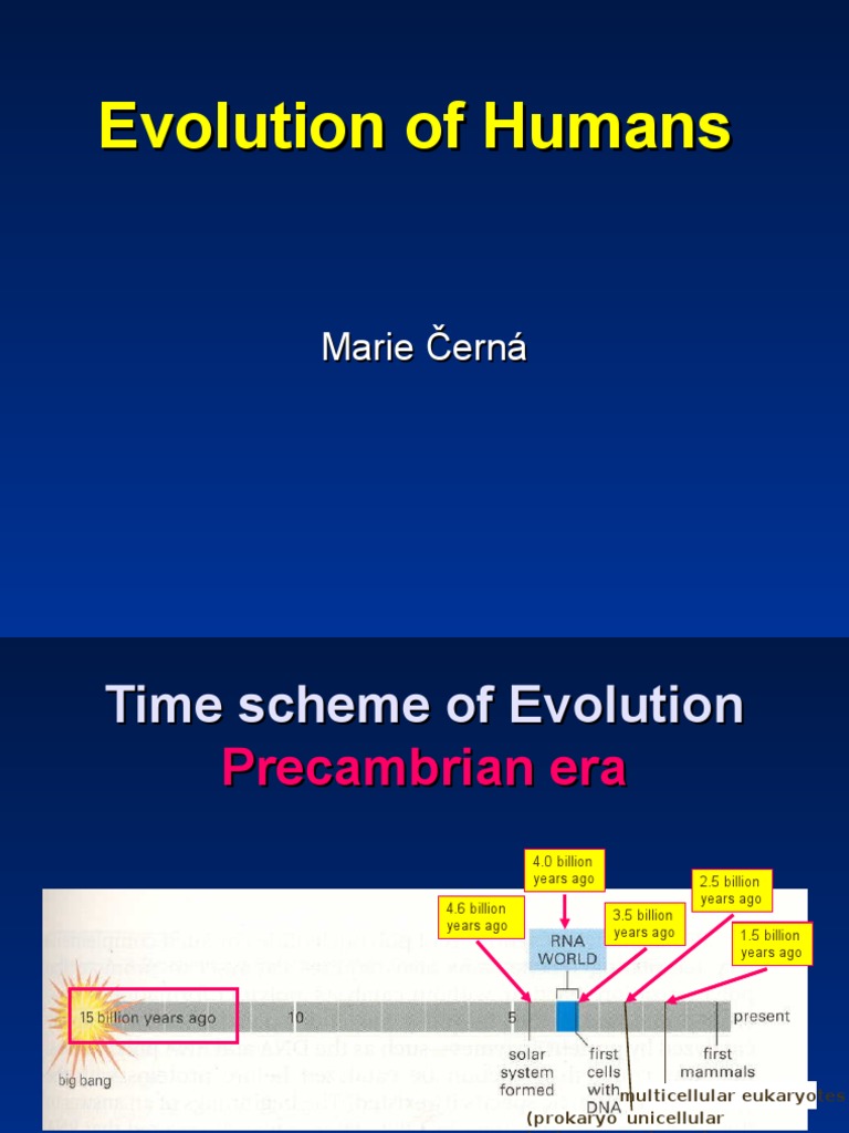 Human Evolution Timeline & Models | PDF | Homo | Human Evolution
