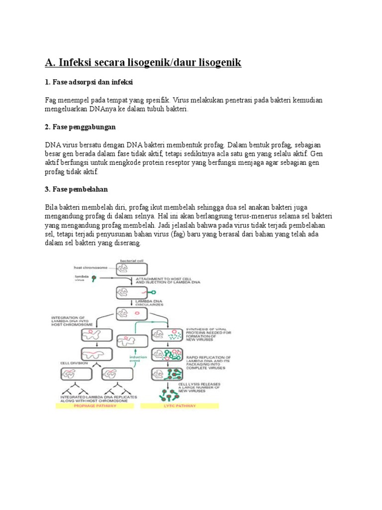 Siklus Lisogenik | PDF | Sains & Matematika