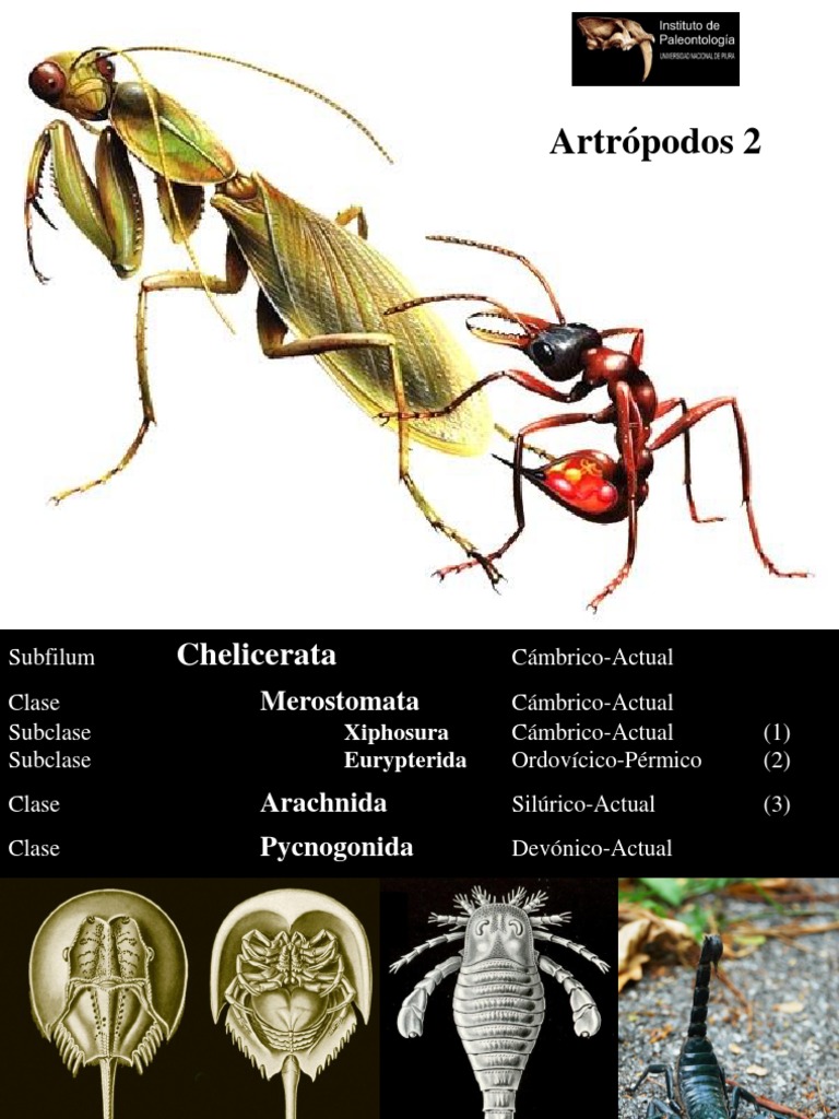 Filogenia de Artrópodos y Clases | PDF | Insectos | Fósiles Vivientes