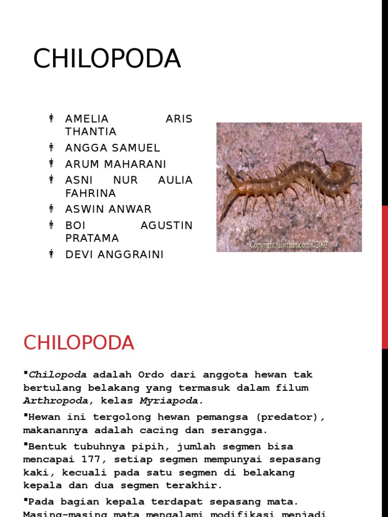 Class Chilopoda Order Lithobiomorpha