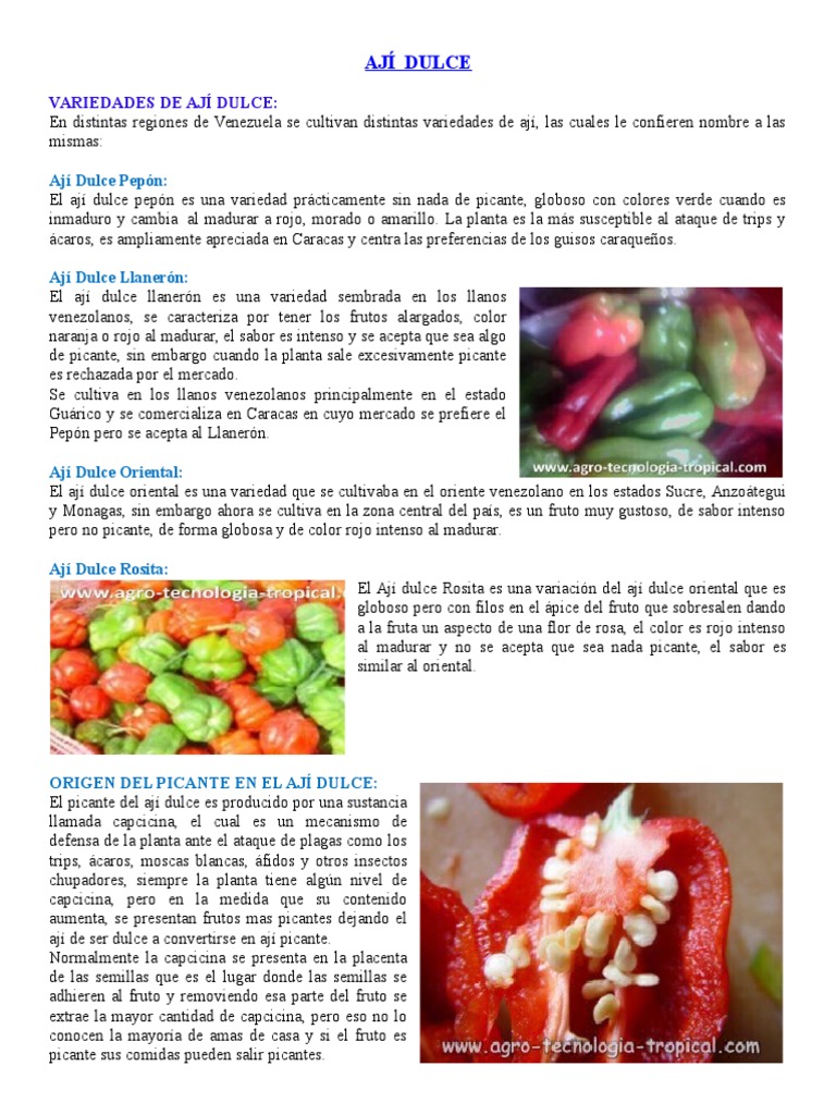 Cultivando AJI | PDF | Siembra | Ají picante