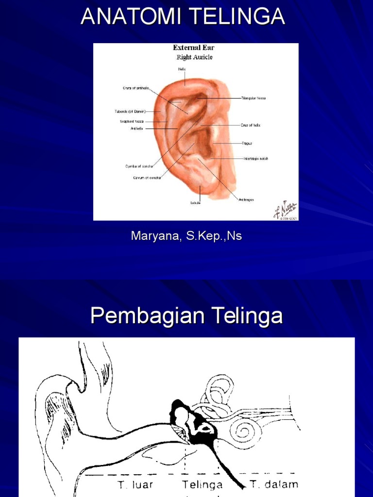 Struktur dan Fungsi Telinga Manusia | PDF