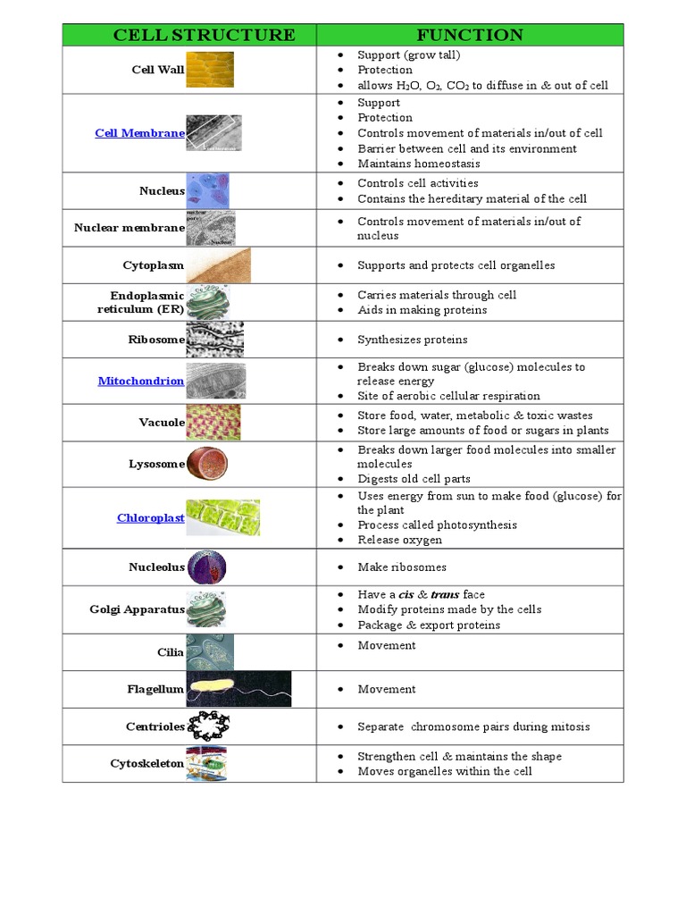 Cell Structure | PDF