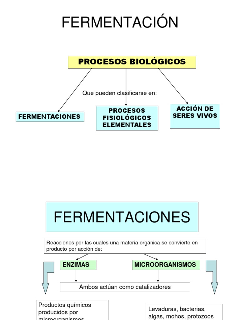 Fermentación: procesos enzimáticos y microbianos | PDF | Sitio activo | Enzima