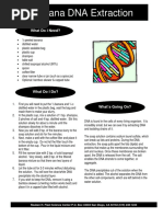 Dna Extraction From Banana-Procedure | PDF