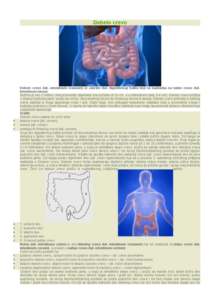 Debelo Crevo | PDF