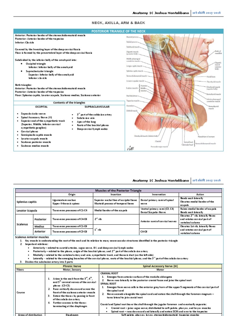 Neck Axilla Back | PDF | Arm | Elbow