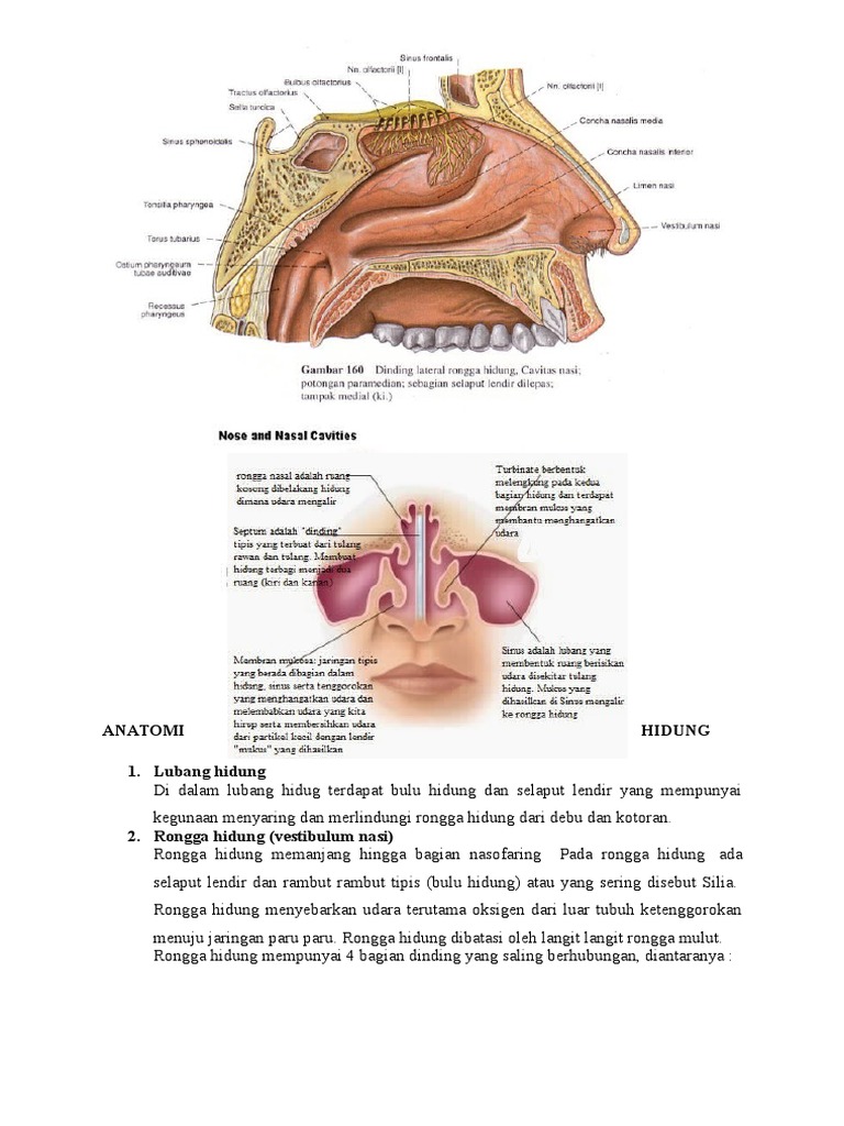 Anatomi Hidung | PDF