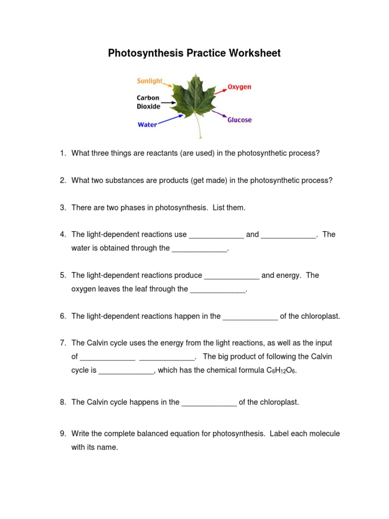 Practice Worksheet - Photosynthesis 2 | PDF