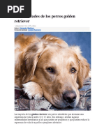 Morfología del perro: Graioides y Occipucio | PDF | Diente | Pastor alemán
