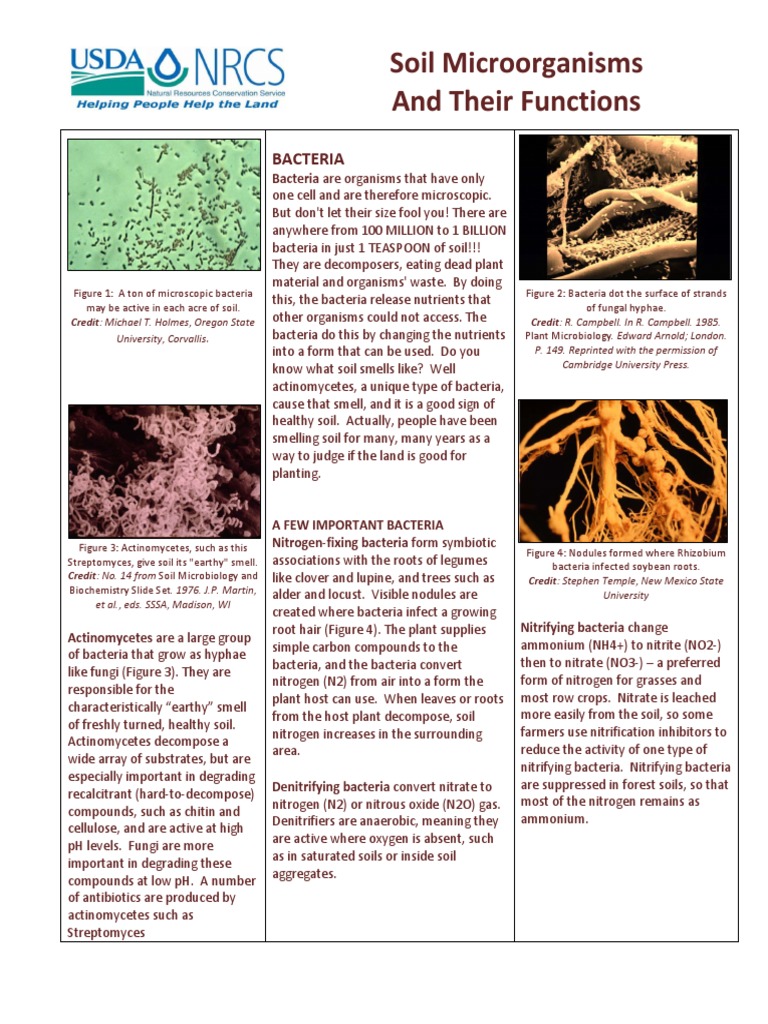 Soil Microorganisms and Their Functions | Soil | Biology