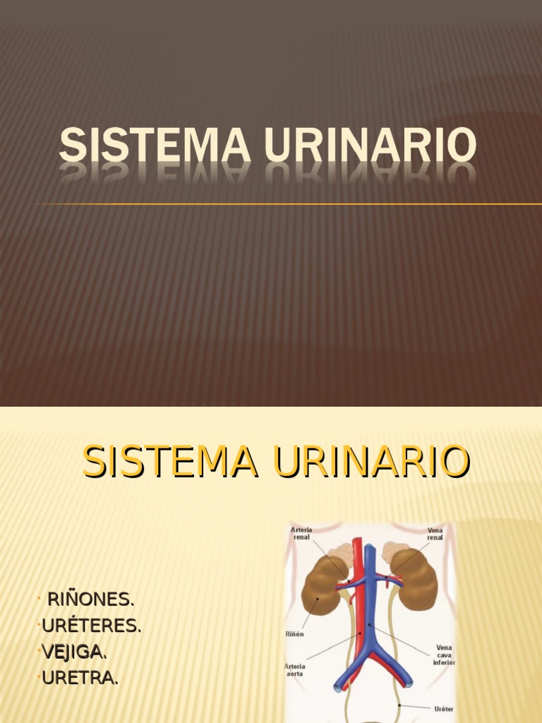 Sistema Urinario | PDF | Riñón | Anatomía humana