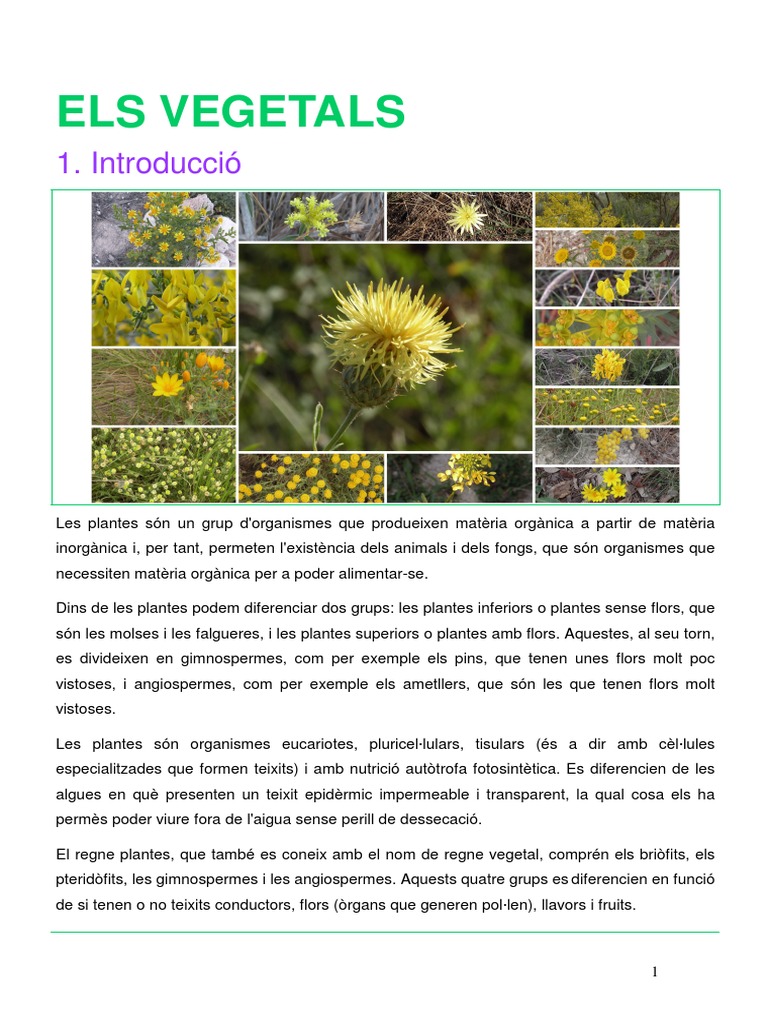 Exemples De Plantes Angiospermes Angiosperme : Définition Et