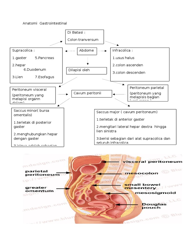 Anatomi Gastrointestinal | PDF | Ilmu Sosial | Kesehatan Holistik