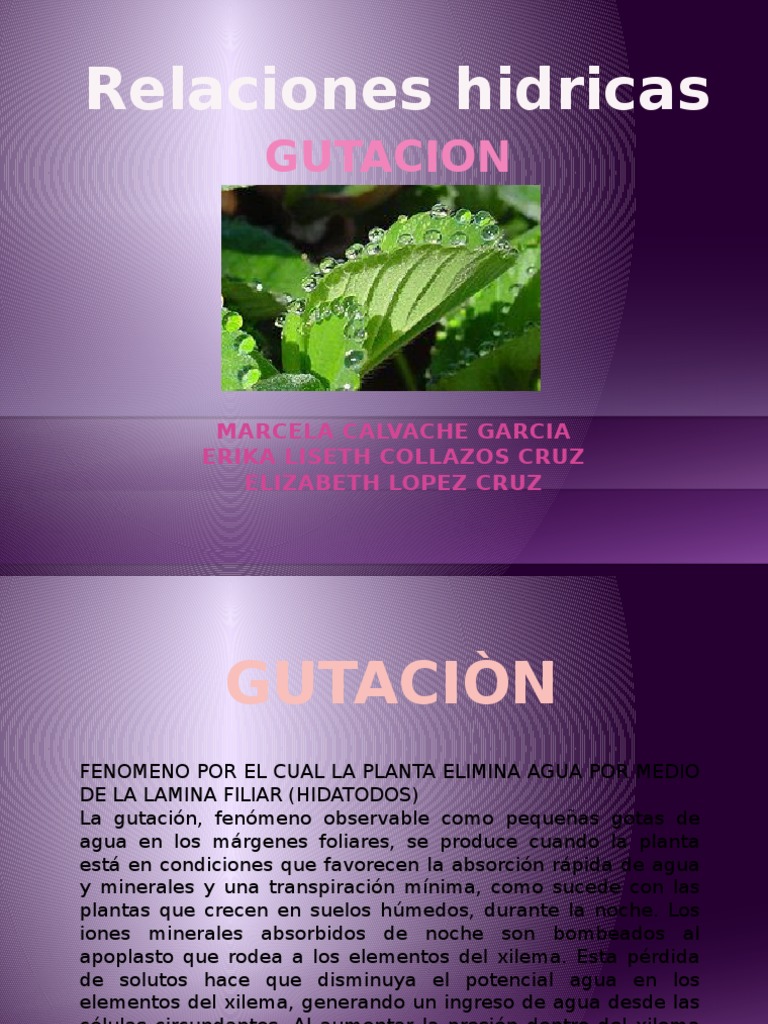 Gutación en Plantas: Proceso y Factores | PDF | Hogar, jardinería y ...