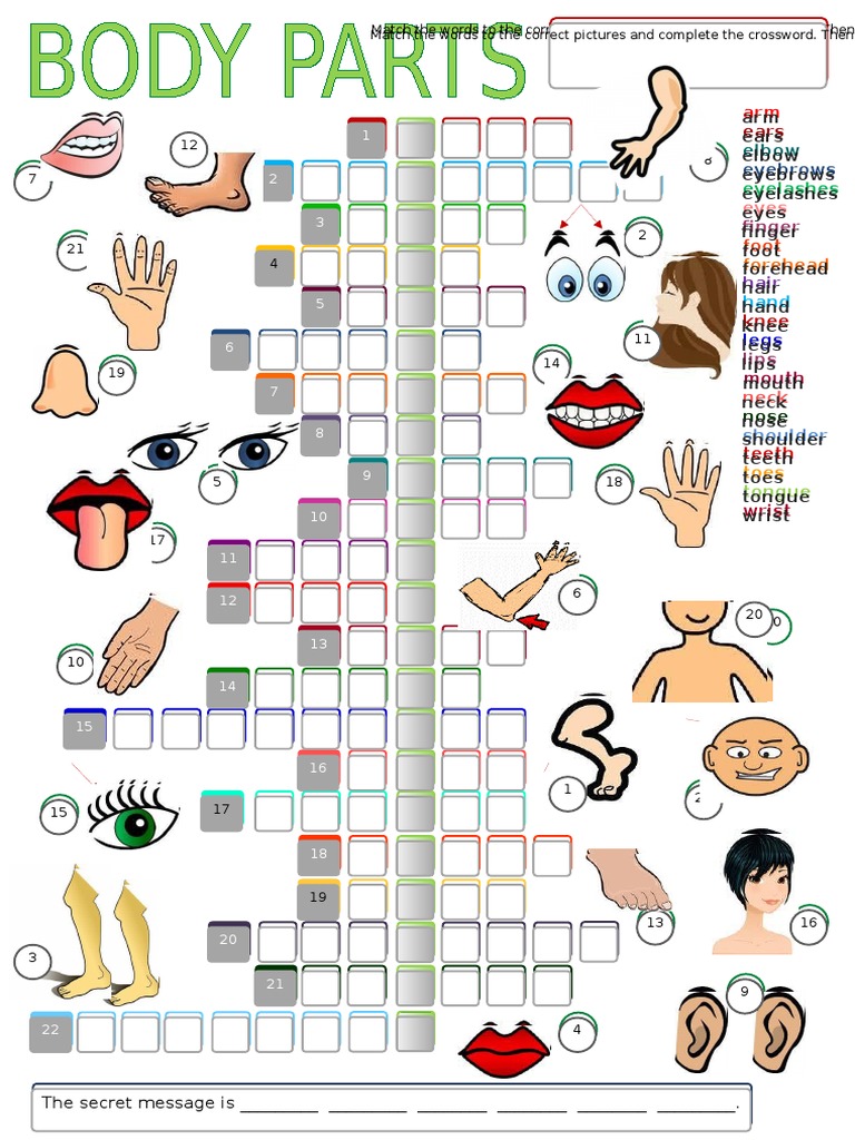 Body Parts Crossword | PDF | Hand | Primate Anatomy