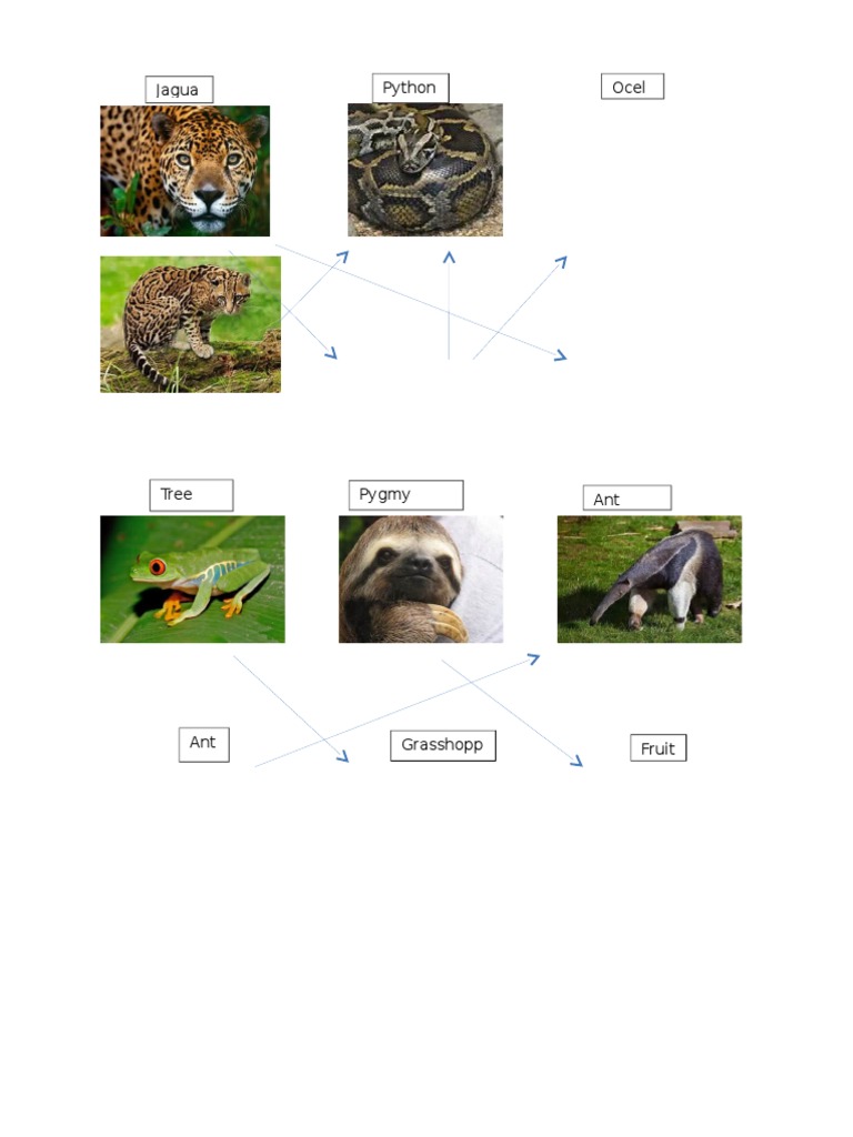 Food Web | PDF