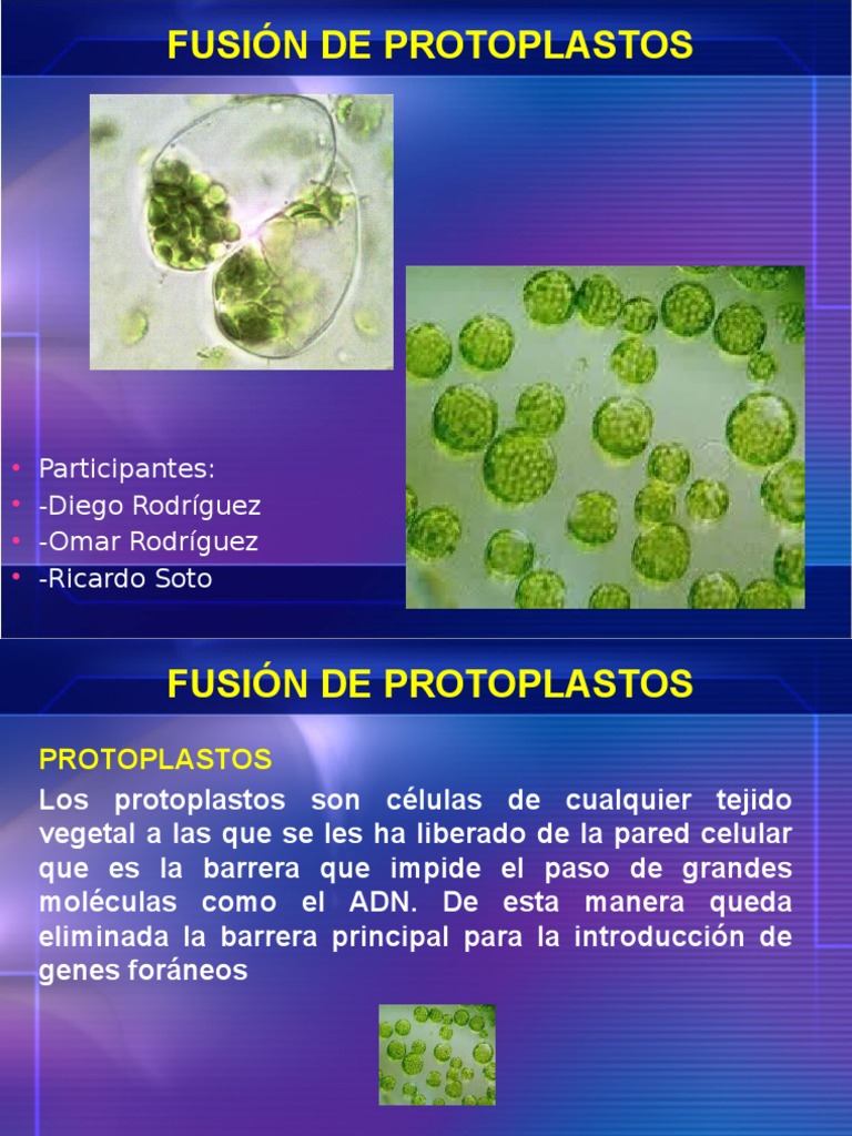 Presentacion de Biologia, Protoplastos | Organismo genéticamente ...