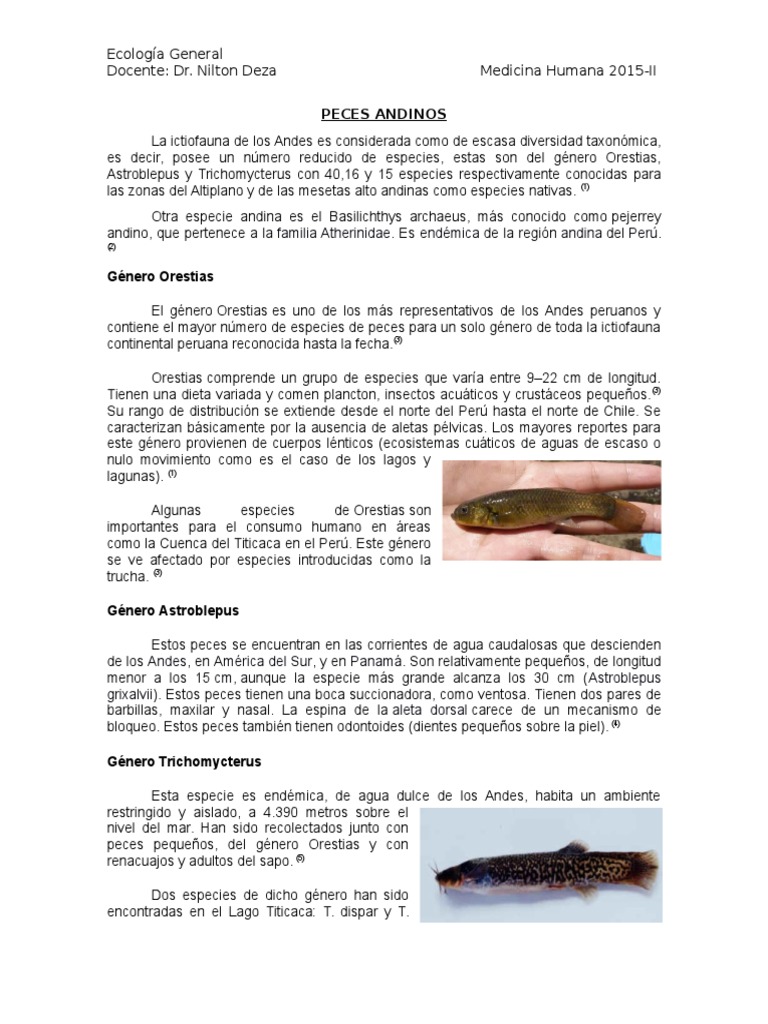 Peces Andinos: Diversidad y Especies | PDF | Andes | Perú