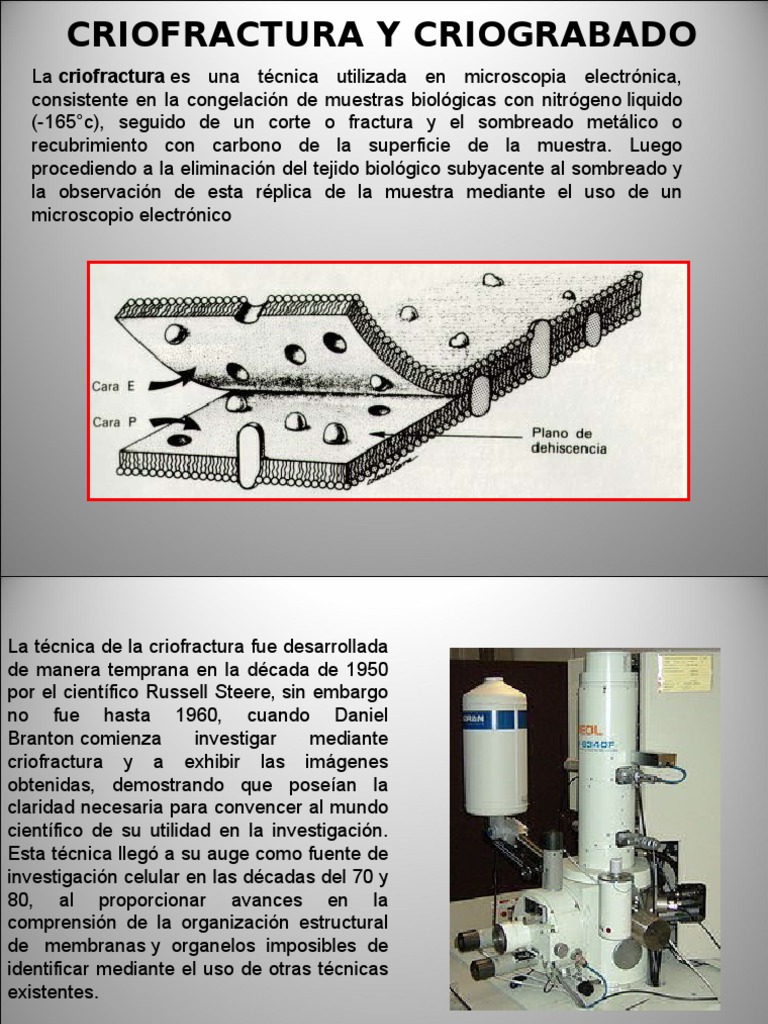 CRIOFRACTURA Y CRIOGRABADO.ppt | Técnicas de laboratorio. | Ciencias ...