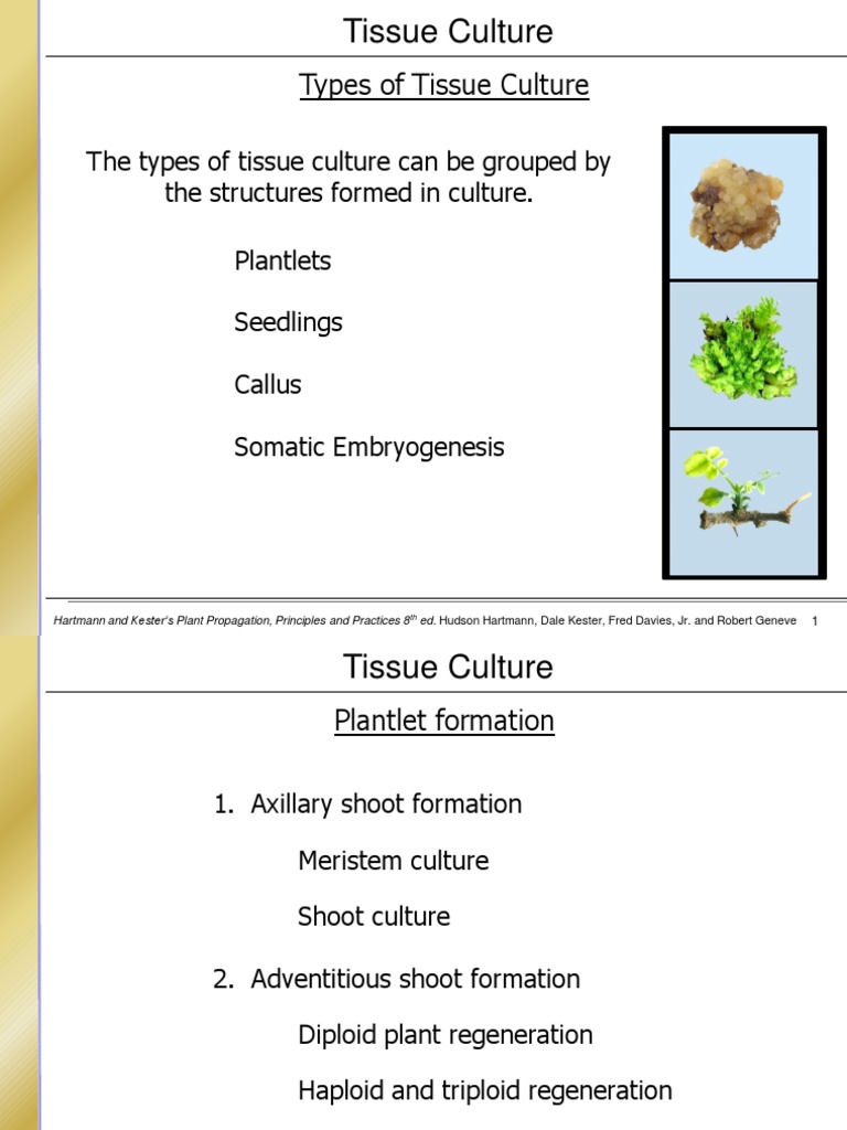 Types of Tissue Culture PDF | PDF | Seed | Developmental Biology