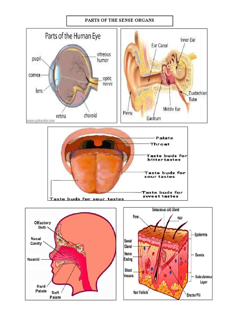 Anatomy of Sense Organs | PDF