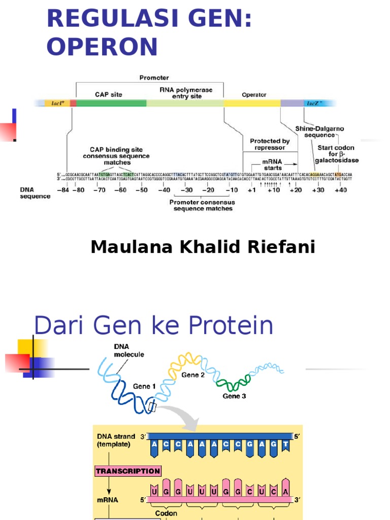 Regulasi Ekspresi Gen pada Prokariot | PDF | Kesehatan Holistik | Komputer