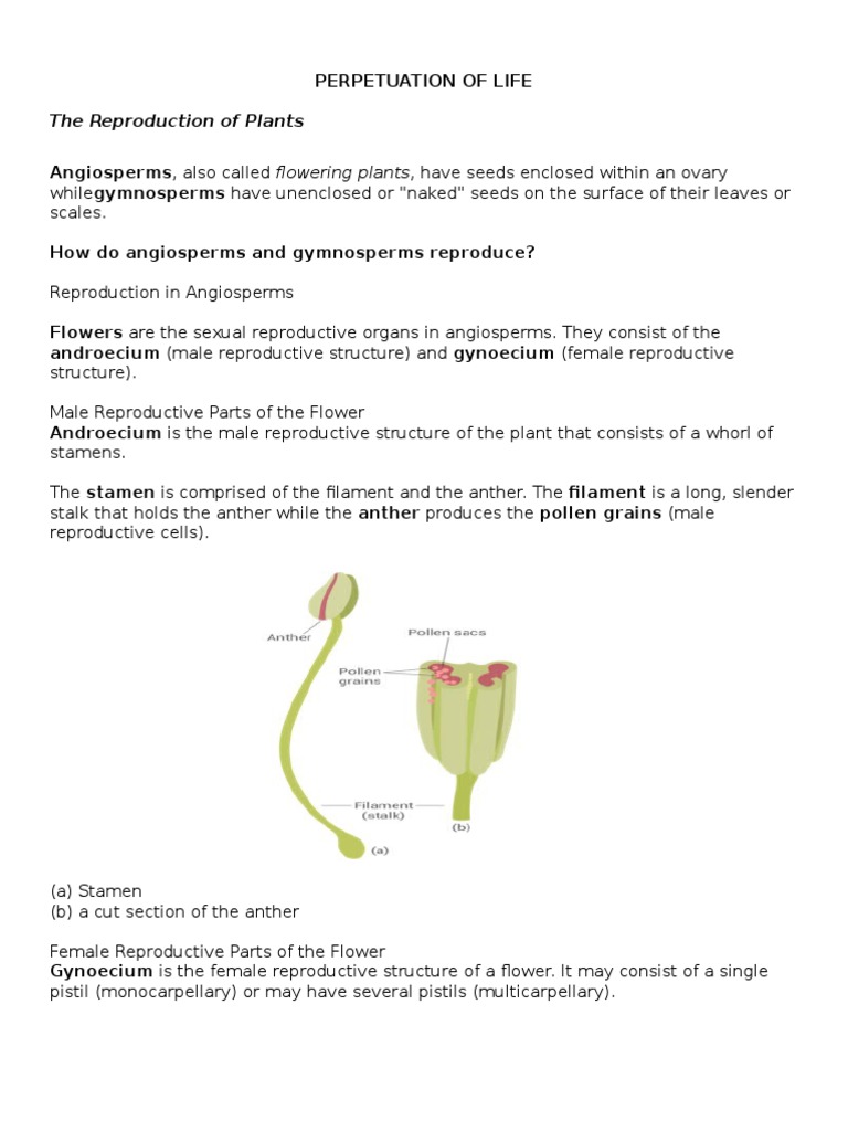 The Perpetuation of Life | PDF | Fertilisation | Dna
