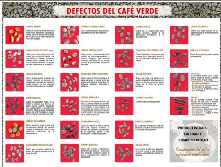 Defectos Del Cafe Verde PDF | PDF