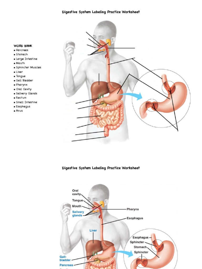 Digestive System Labeling Practice Worksheet PDF | PDF
