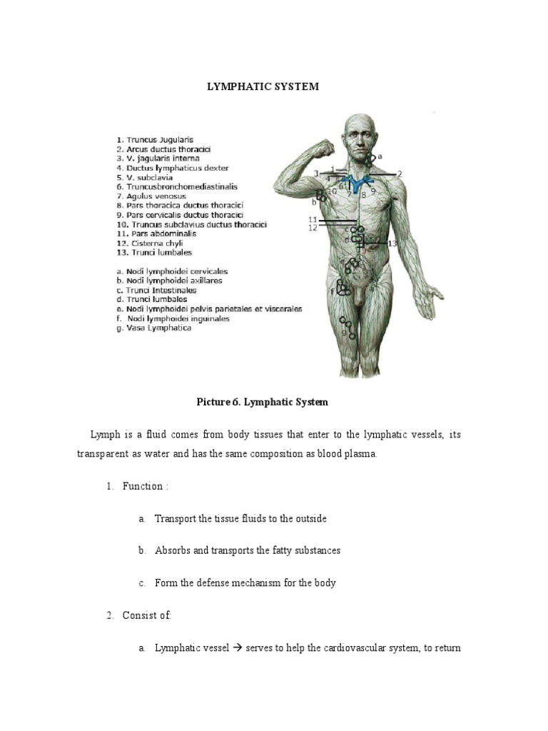 The Anatomy and Functions of the Lymphatic System: A Comprehensive ...