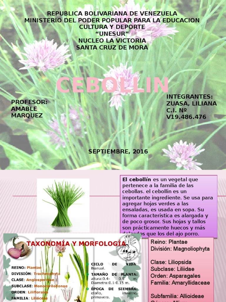 El Cebollin | Cebolla | Ajo