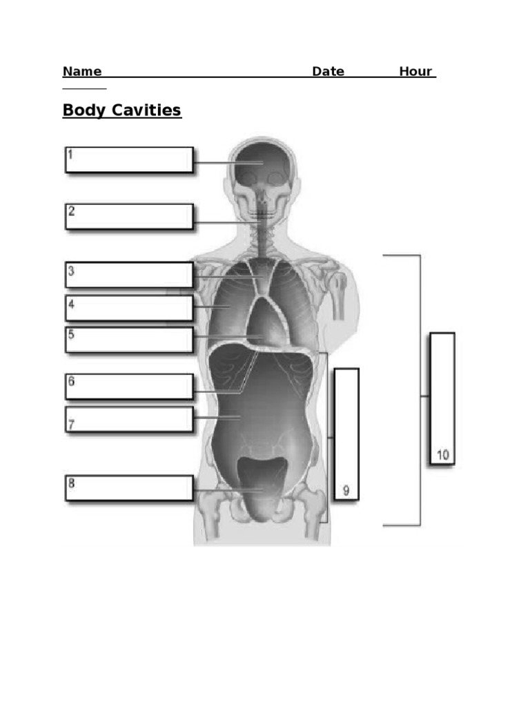 Understanding Body Cavities | PDF