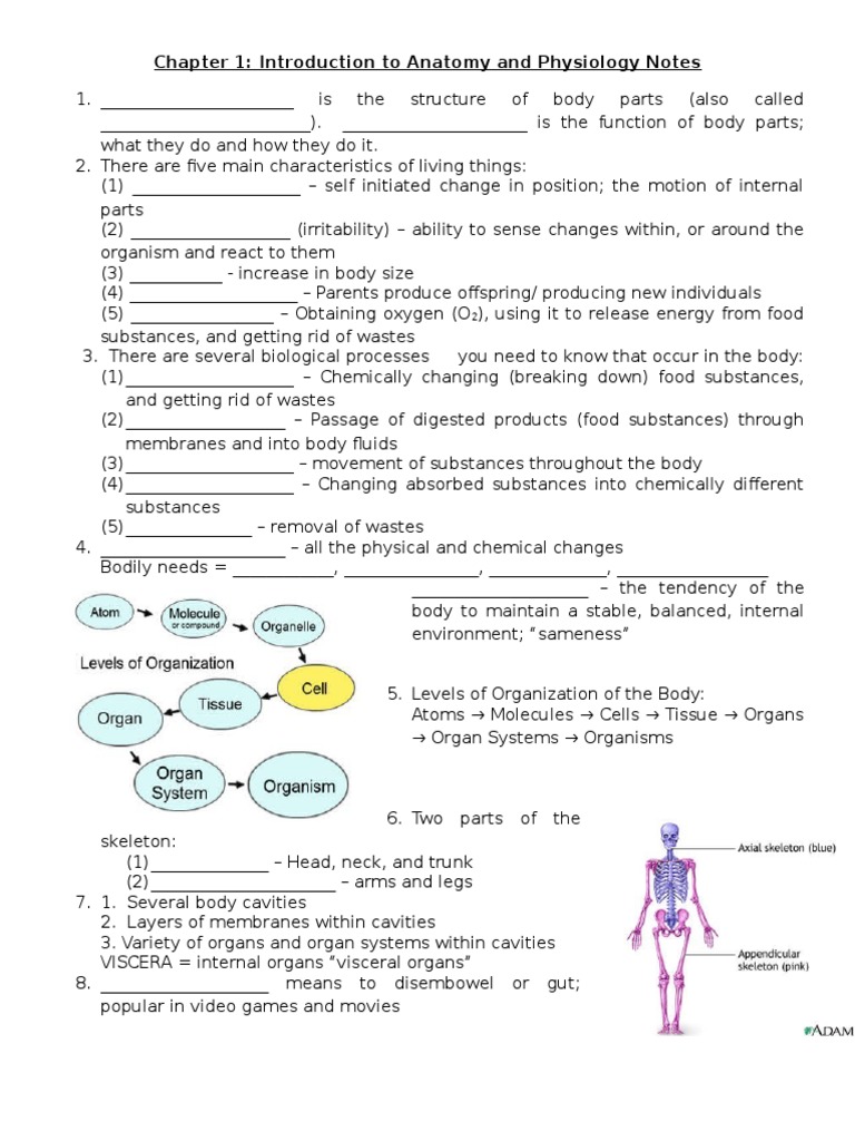 Chapter 1: Introduction To Anatomy and Physiology Notes | PDF ...