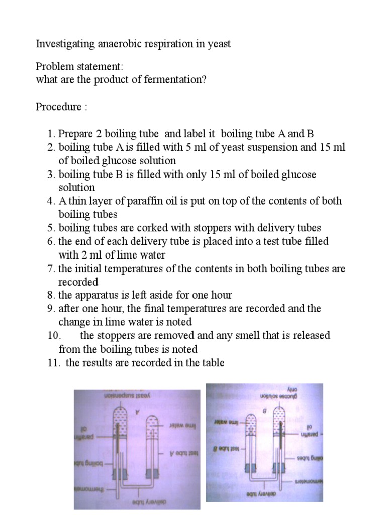 Investigating Anaerobic Respiration in Yeast | PDF